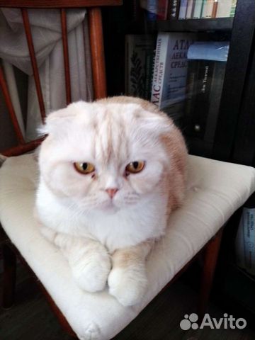 Кошечка шотландка