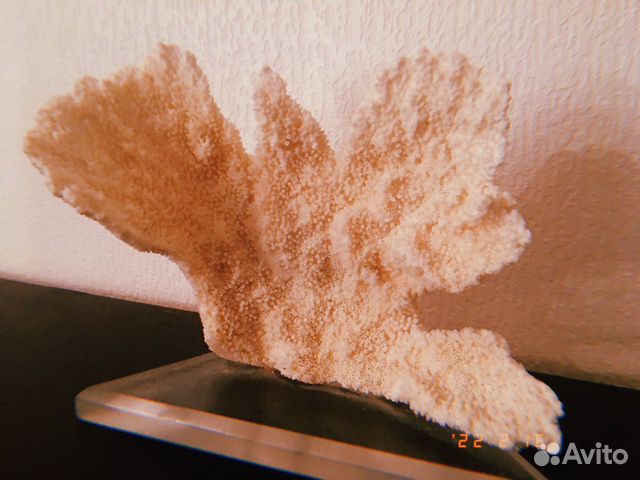 Натуральный коралл