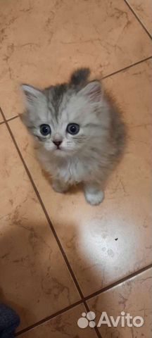 Шотландская кошка (котёнок)