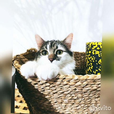 Котёнок пушистая девочка в дар