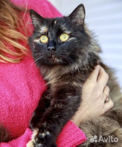 Кошечка в добрые руки