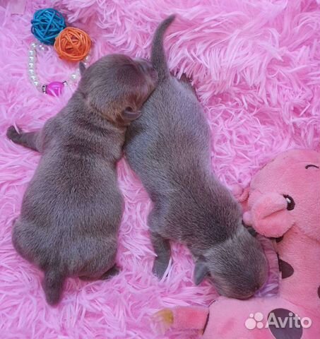 Голуболиловые минюшечки (беби фейс) малыши чихуаху