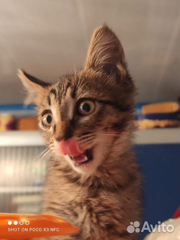 Мистер Шпрот Симба в добрые руки дар бесплатно