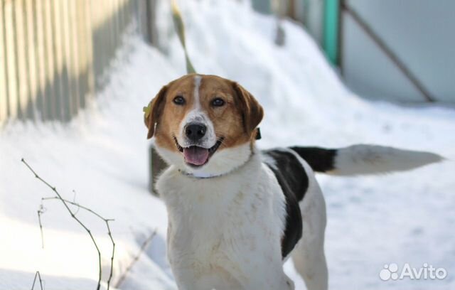 Собака эстонская гончая