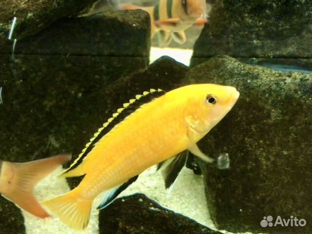 Лабидохромис еллоу. Пара