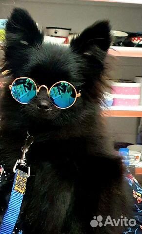 Шпиц без платноя вязка