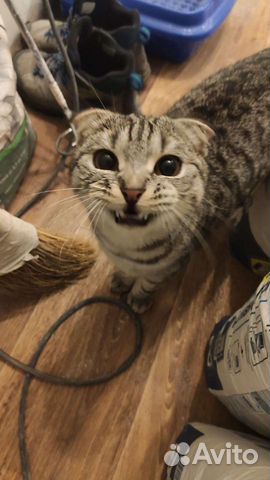 Кошка найдена шотландская