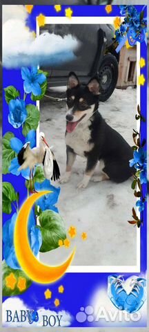 Маленькая собачка ищет дом