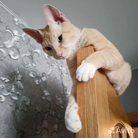 Девон-рекс мальчик
