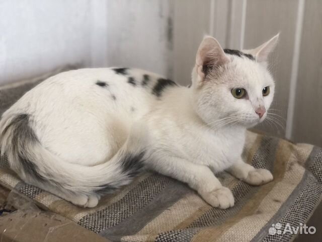 Котик Горошек ищет семью