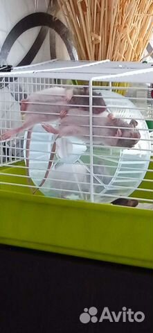 Крыски дамбо