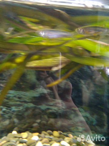 Рыбки данио синие 2 шт