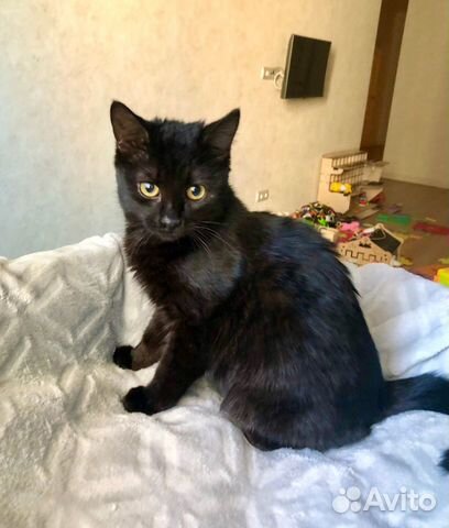 Котенок Уголек источник оптимизма в дар