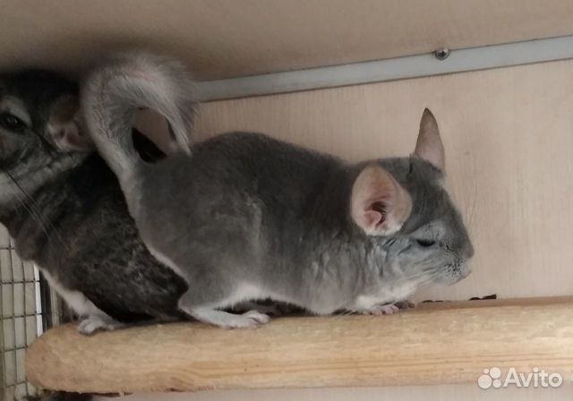 Самец голубой бриллиант.2года