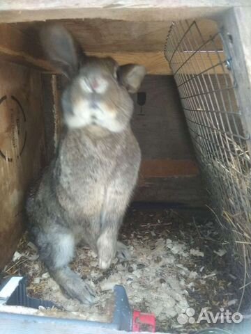 Кролик мальчик 5 месяцев