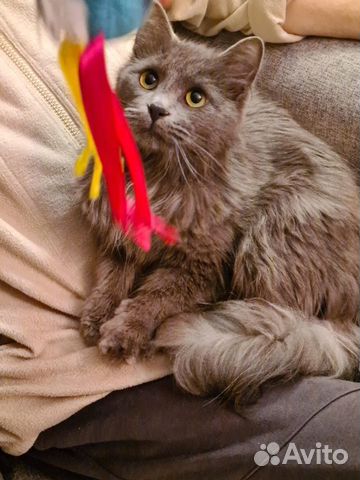 Котёнок 7 месяцев в добрые руки