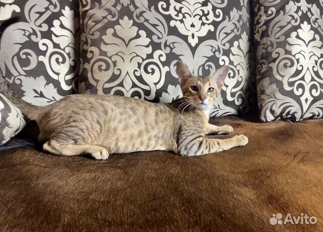 Ориентальный котик Маркус