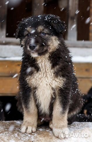 Толстячок Бой