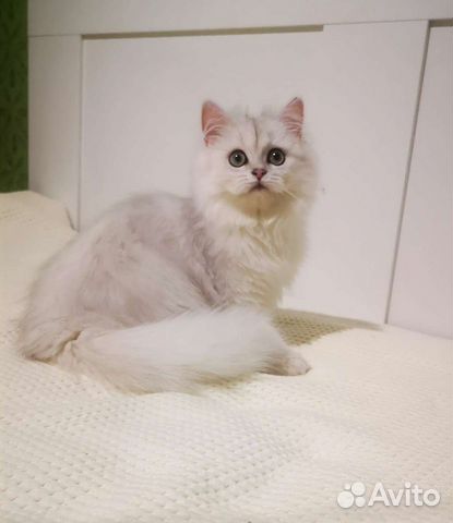 Британская длинношерстная кошка