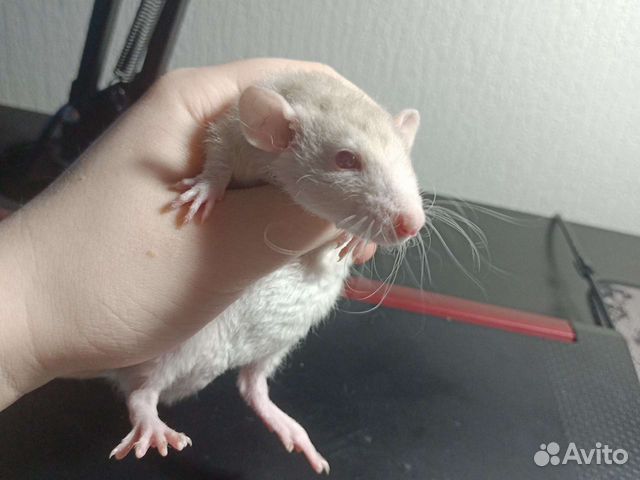 Продам крысу