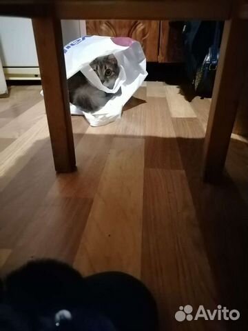 Кошечка ищет жениха