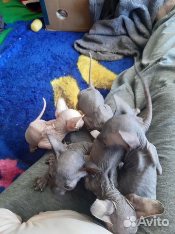 Котята канадский сфинкс 31.01 2022