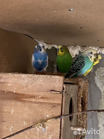 Попугаи волнистые