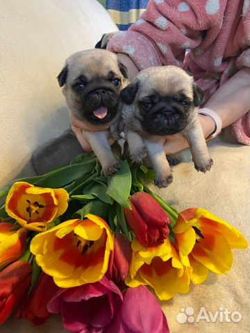 Мопсятушки