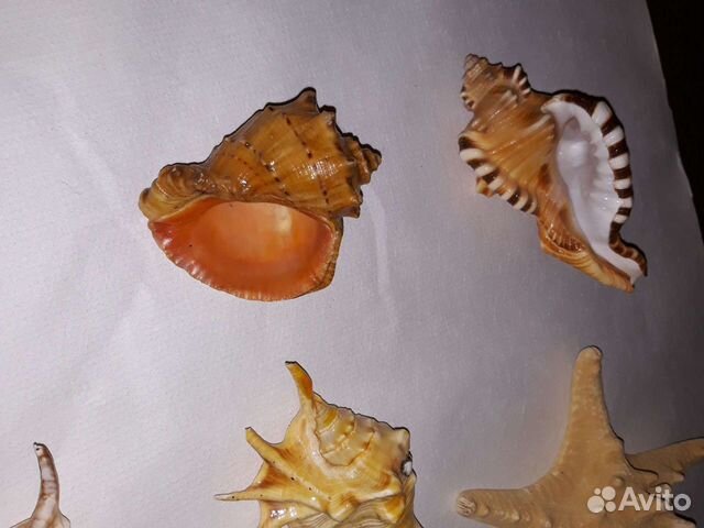 Ракушка украшения для аквариума