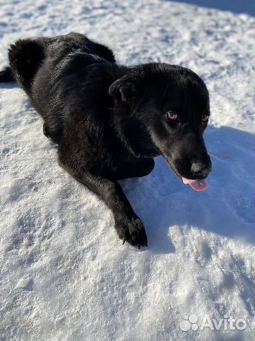 Собака овчарка