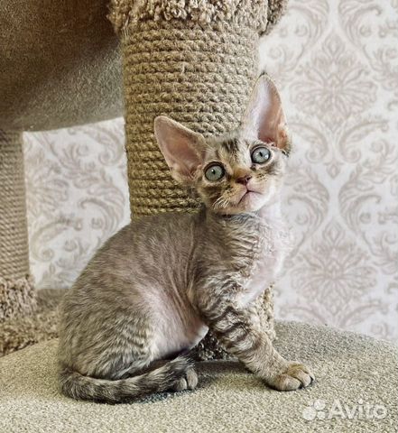 Чудесный шоколадный мальчишка