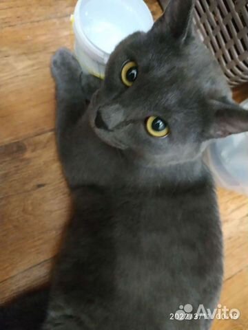 Русская голубая