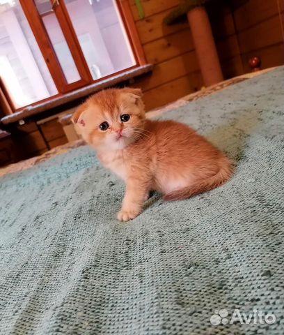 Шоколадное золото