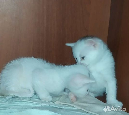 Котята