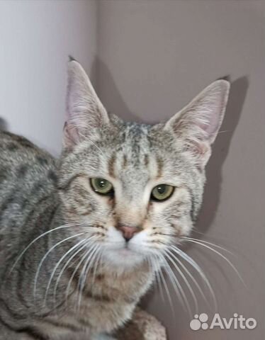 Пиксибоб котик