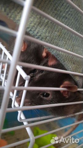 2 Крысы с клеткой и др