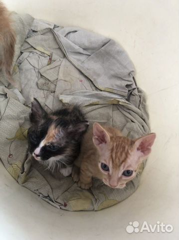 Отдам в добрые руки котят донской сфинкс