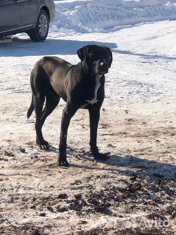 Лабродор Ретривер