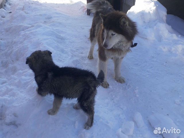 Щенок хасенок полукровка