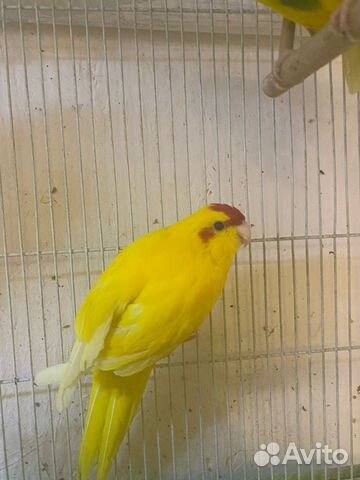 Попугай какарик