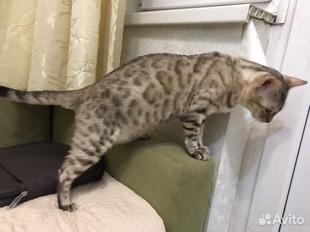 Бенгальская беременная кошка