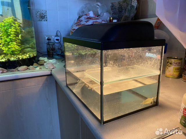 Черепахи/ акватерариум