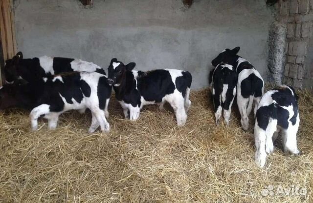 Продам телят(бычков)