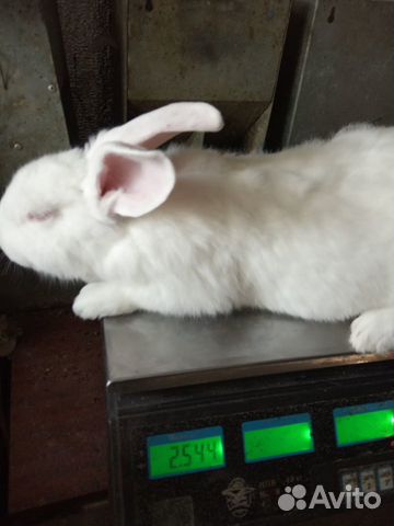 Крол на племя