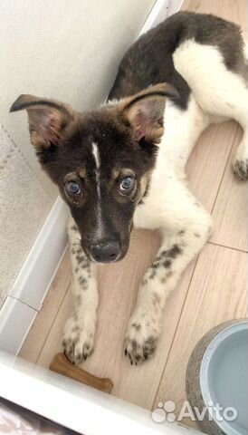 Для вольера. В деревню. Кастрированный синеглазик