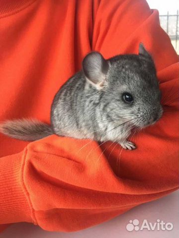 Шиншилла серый стандарт