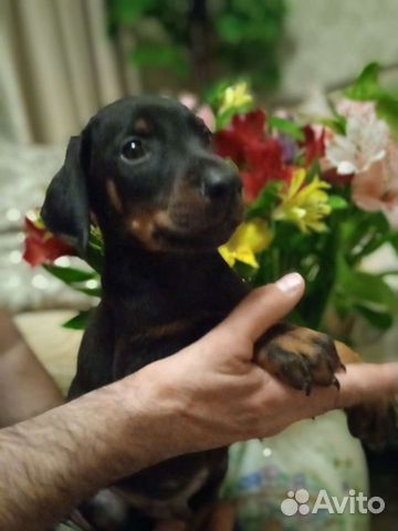 Щенки добермана