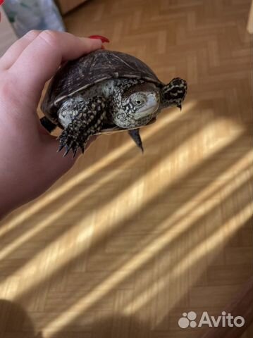 Черепаха европейско- болотная