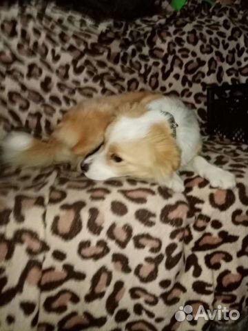 Собачка Долли, милая сташняшка