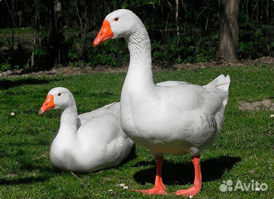 Суточные гусята Линда